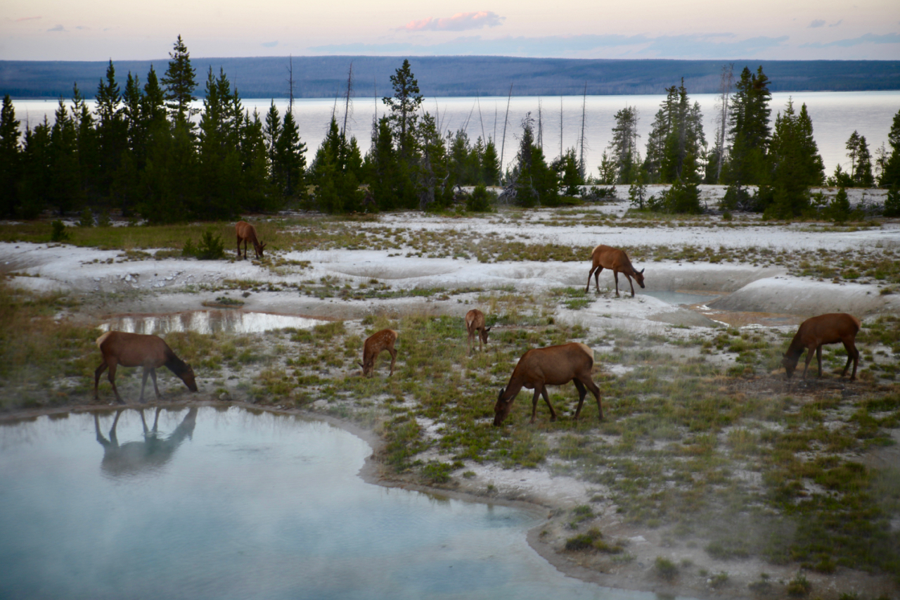 We Survived Yellowstone National Park in July - Just a little tour