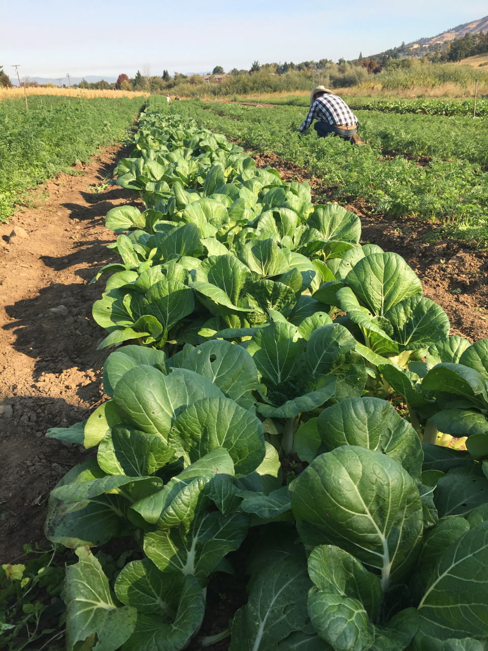 Working at an Organic Farm in Oregon - Just a little tour