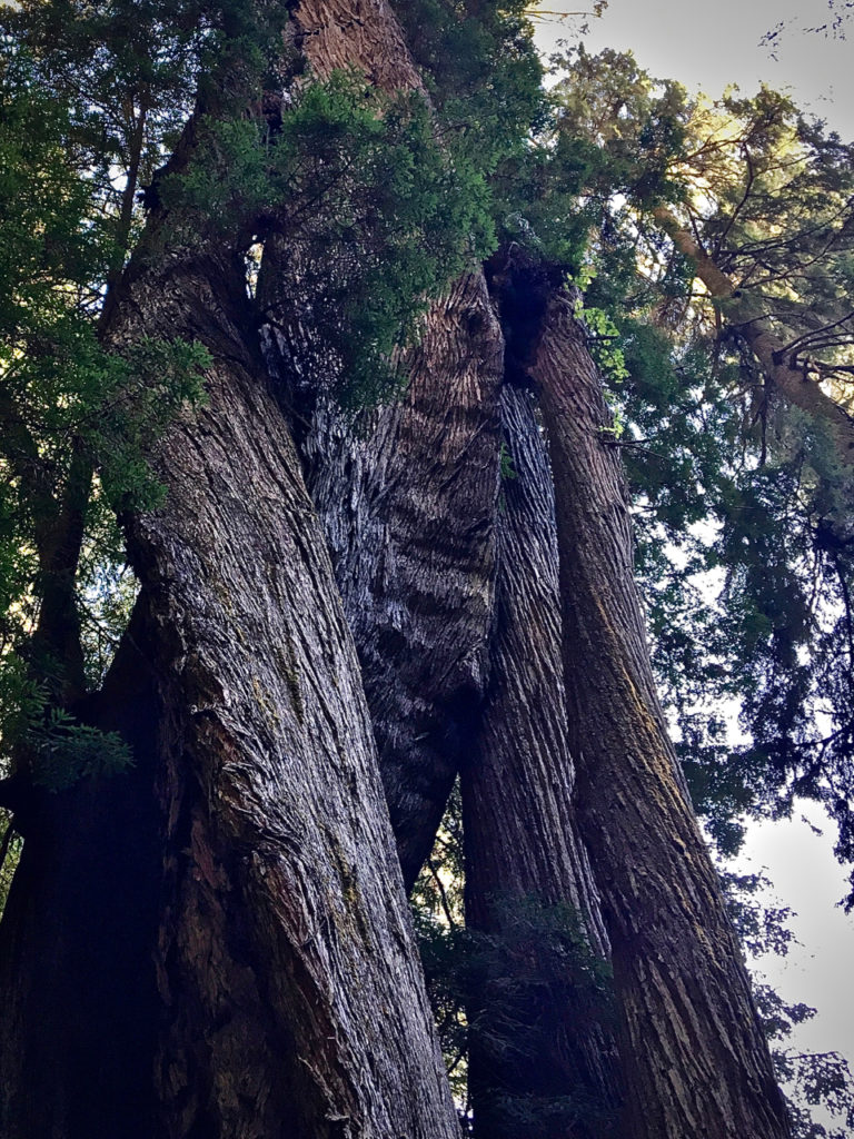 Two Easy Hikes To See the Redwoods In California - Just a little tour
