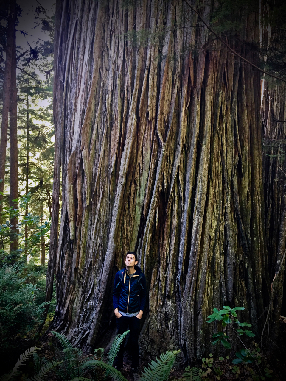 Two Easy Hikes To See the Redwoods In California - Just a little tour